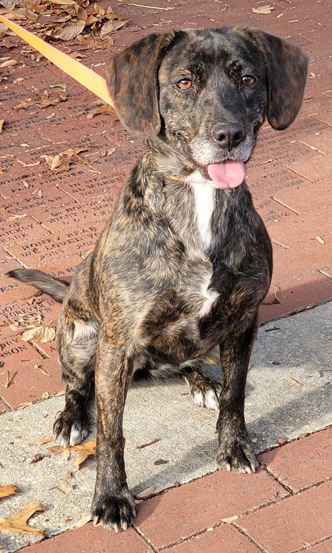 Dog for adoption - Darla, a Hound Mix in Prince Frederick, MD | Petfinder