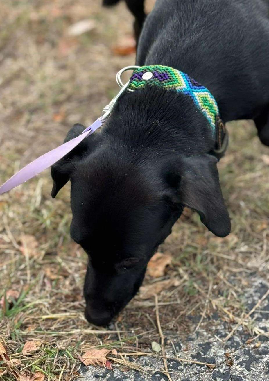 Dog for adoption - Jade, a Dachshund Mix in Sanger, TX | Petfinder