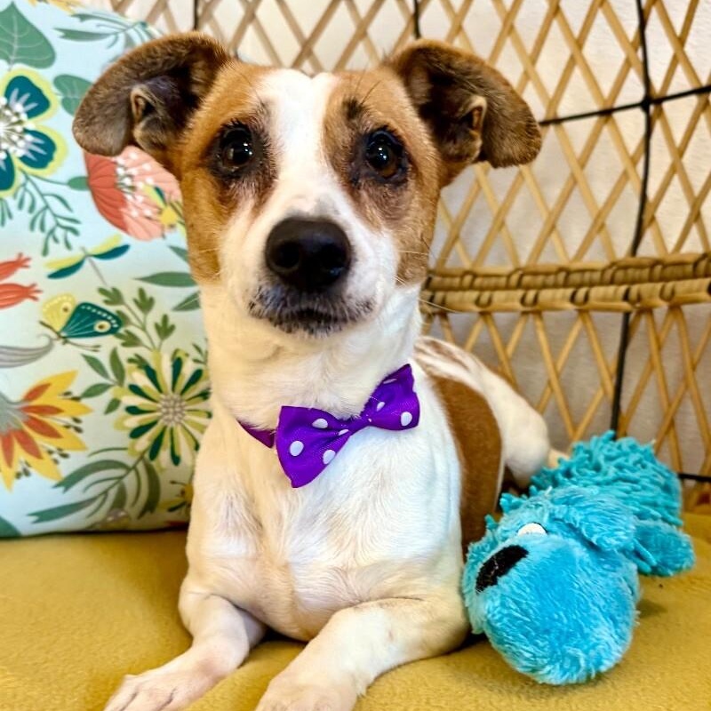 Dog for adoption - Toby Toblerone Wienerwobble, a Dachshund & Chihuahua ...