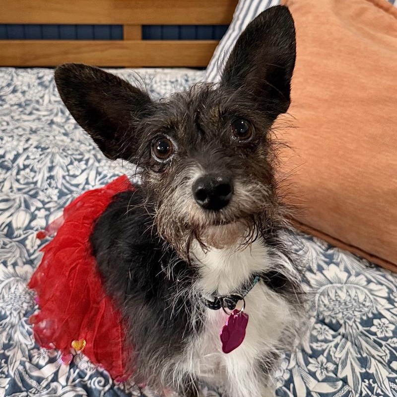 Dog for adoption - Kerry the dainty dream dress-up lapdog, a Yorkshire ...