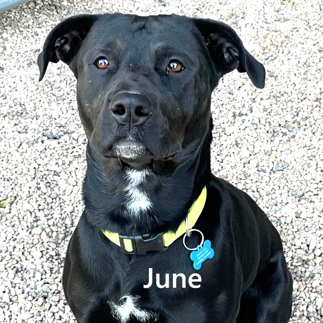 Dog for adoption - June, a Black Labrador Retriever Mix in Aurora, NE | Petfinder