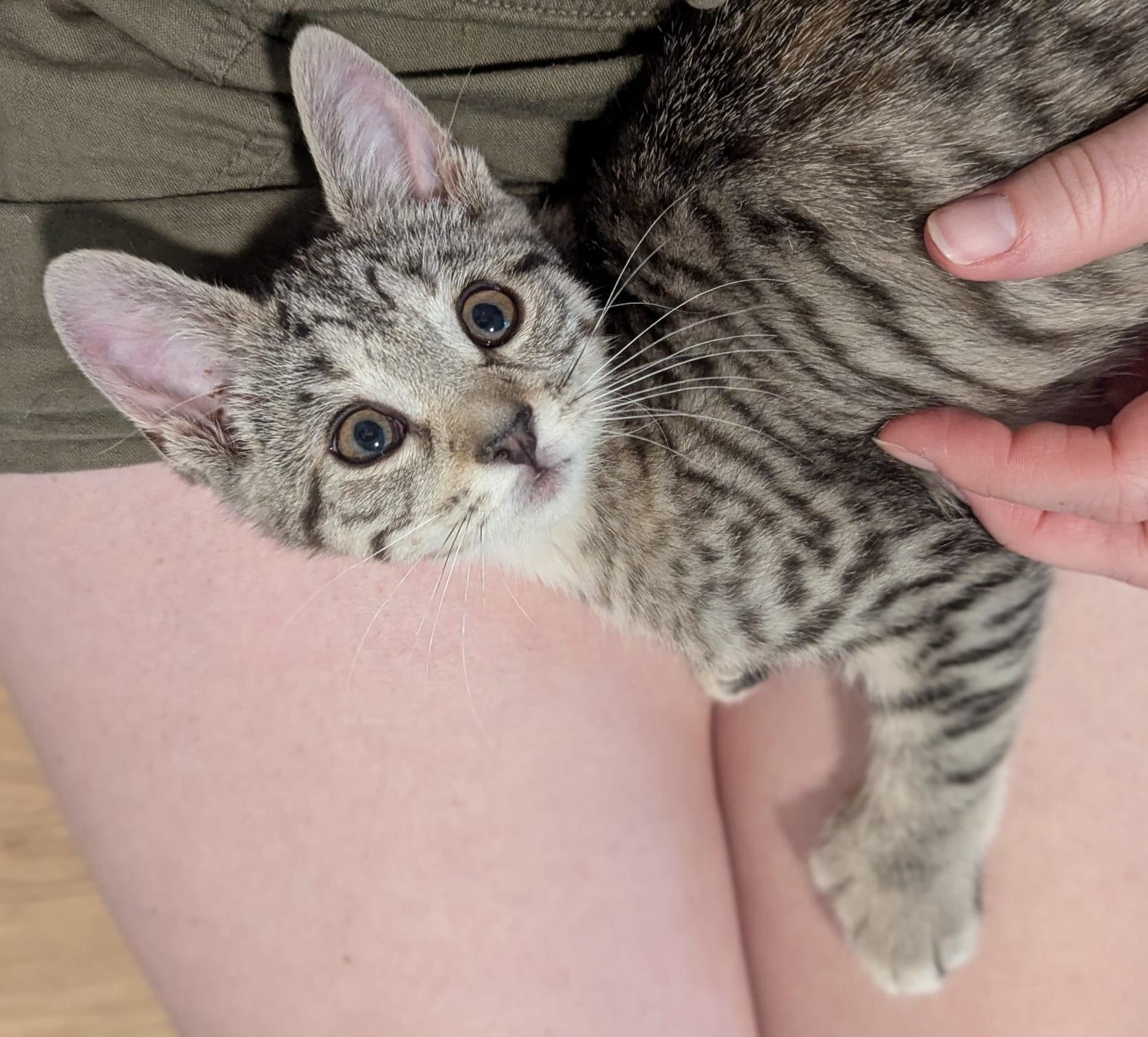 Cat for adoption - Twyla *polydactyl, a Tabby & Domestic Short Hair Mix ...