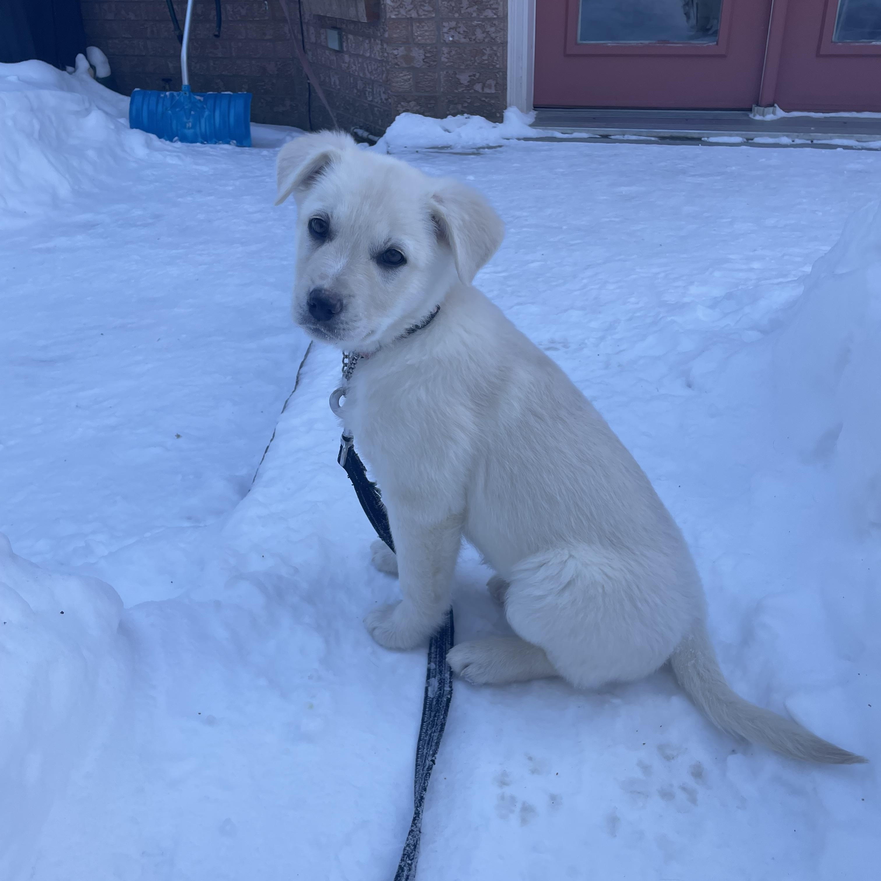 Dog for adoption - Brie, a German Shepherd Dog & Labrador Retriever Mix in Markham, ON | Petfinder