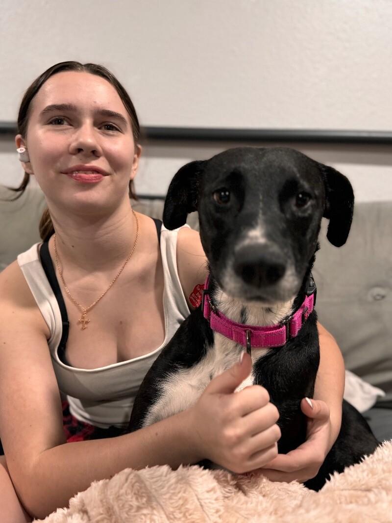 Dog for adoption - Pepper Potts the Perfect Pup, a Black Labrador Retriever & Pointer Mix in ...