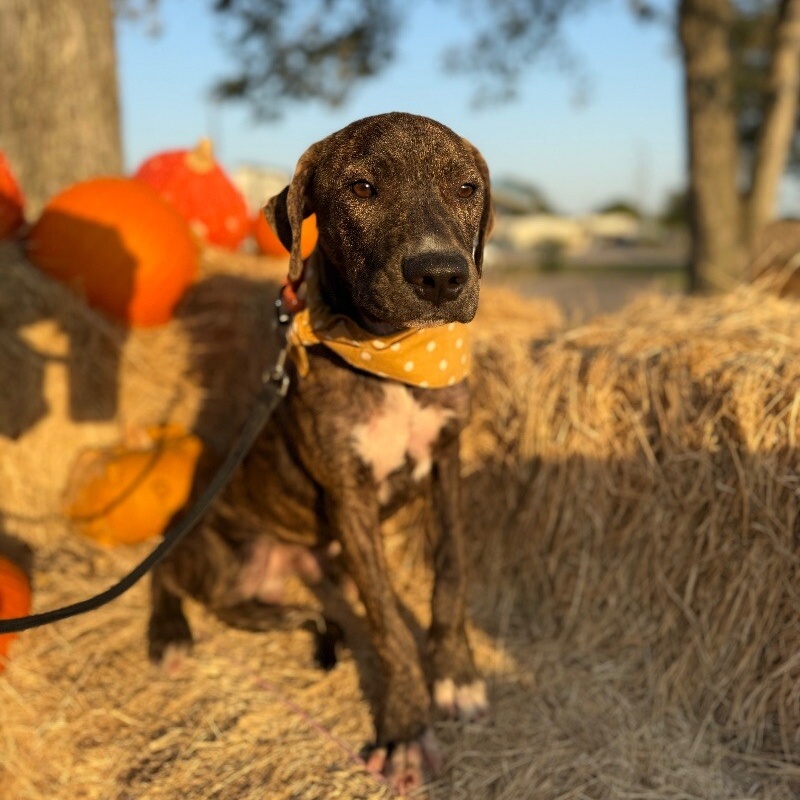 Dog for adoption - Cookie Monster, a Plott Hound & Labrador Retriever ...
