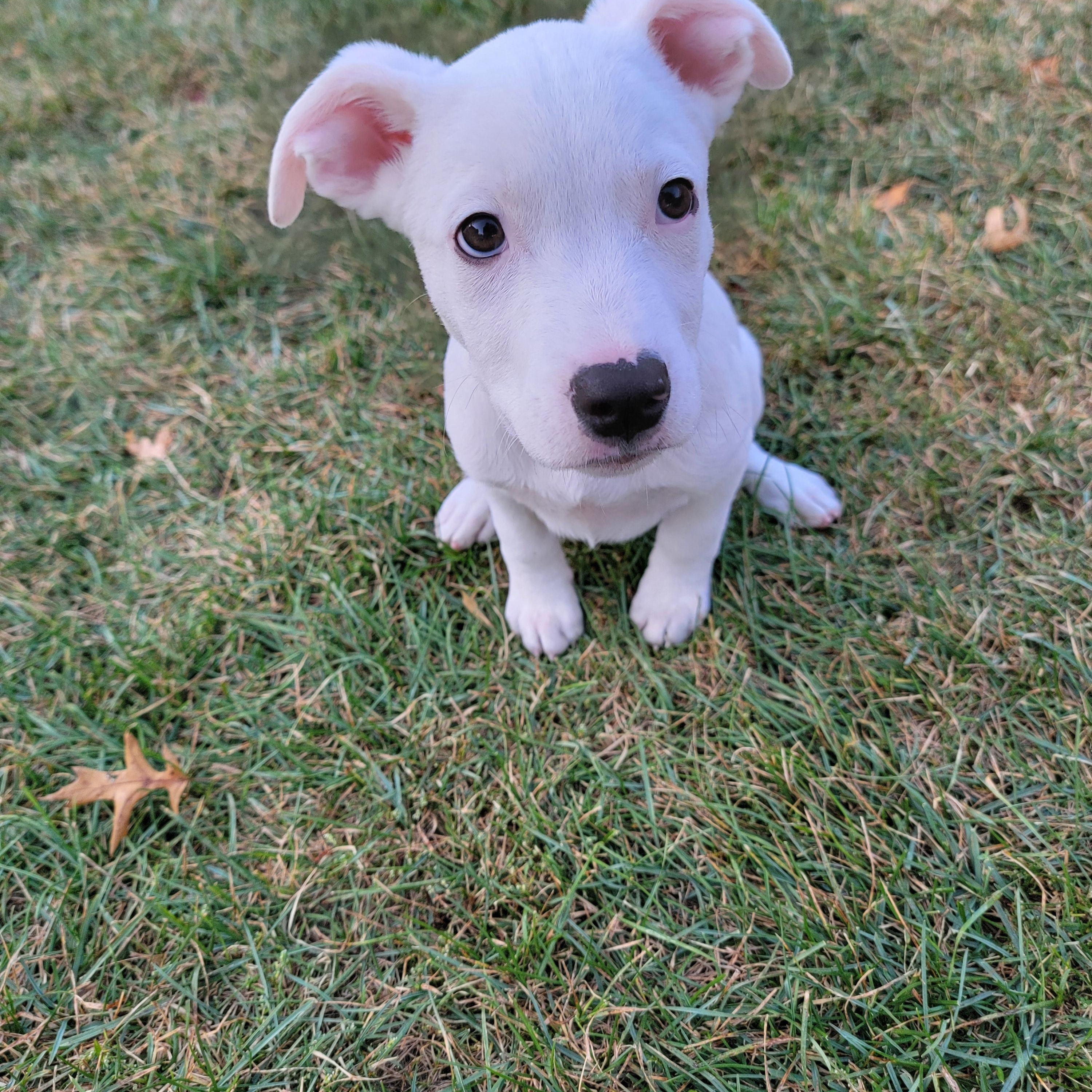 Dog for adoption - Zero, a Mixed Breed in Joliet, IL | Petfinder