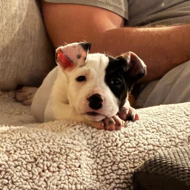 Dog for adoption - Gabe the cuddliest goober, a Pit Bull Terrier ...