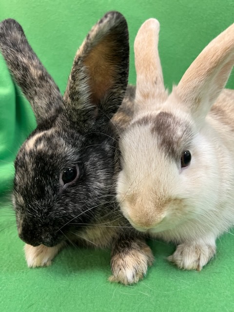 Rabbit for adoption - Haymitch & Trinket, a Bunny Rabbit Mix in Haltom ...