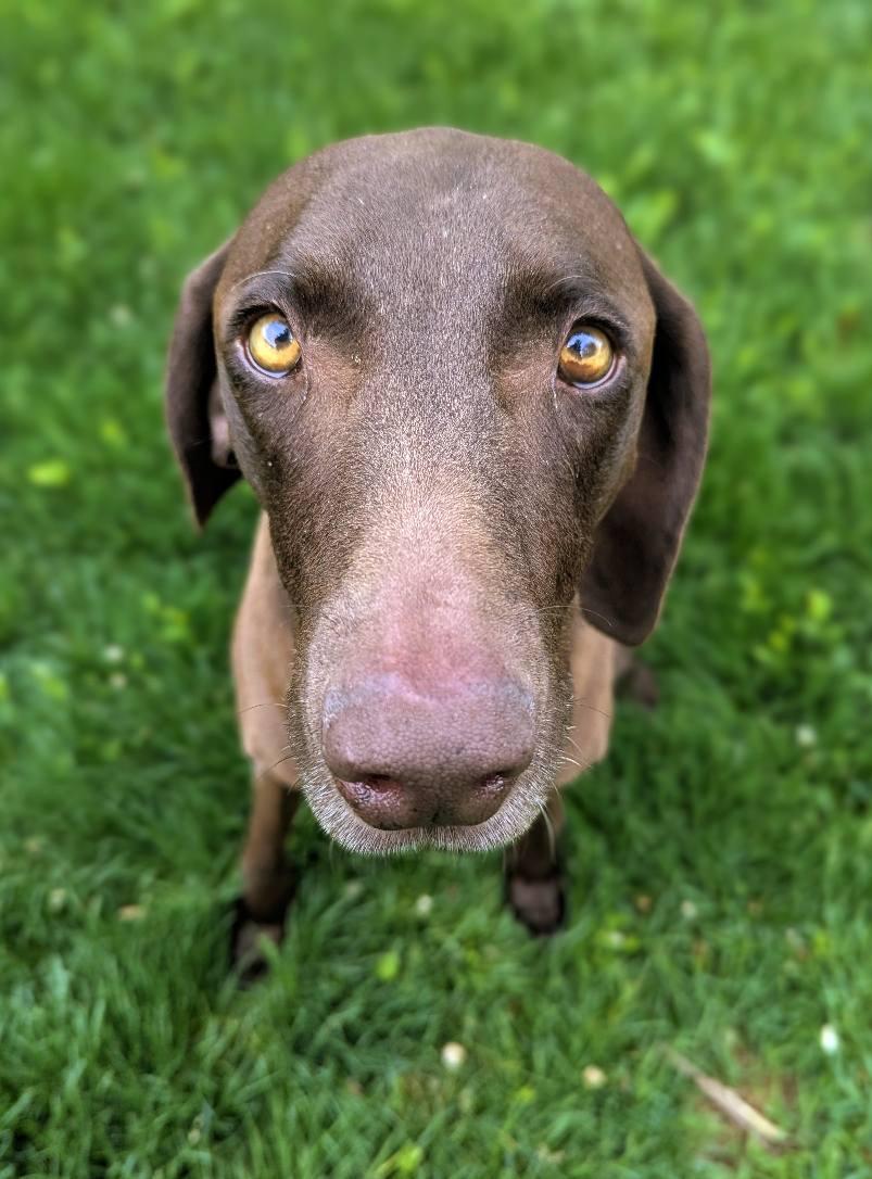 Dog for adoption - Nova, a German Shorthaired Pointer & Weimaraner Mix ...