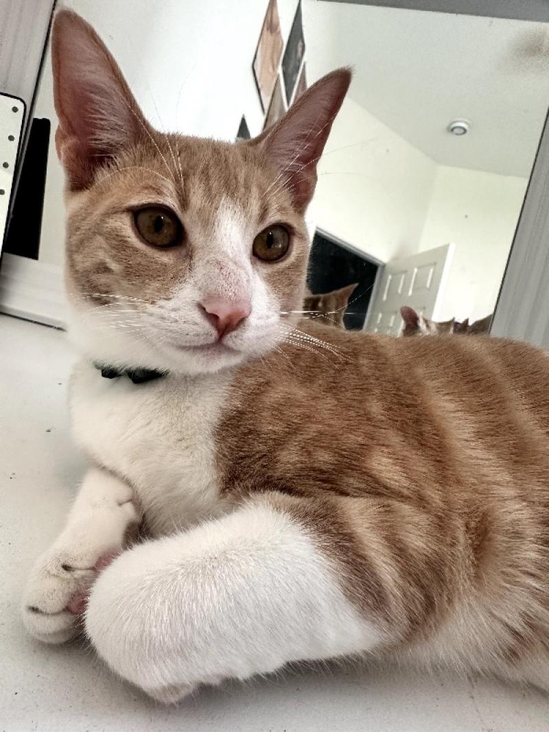 Cat for adoption - Sonny Sunshine, a Domestic Short Hair in ...