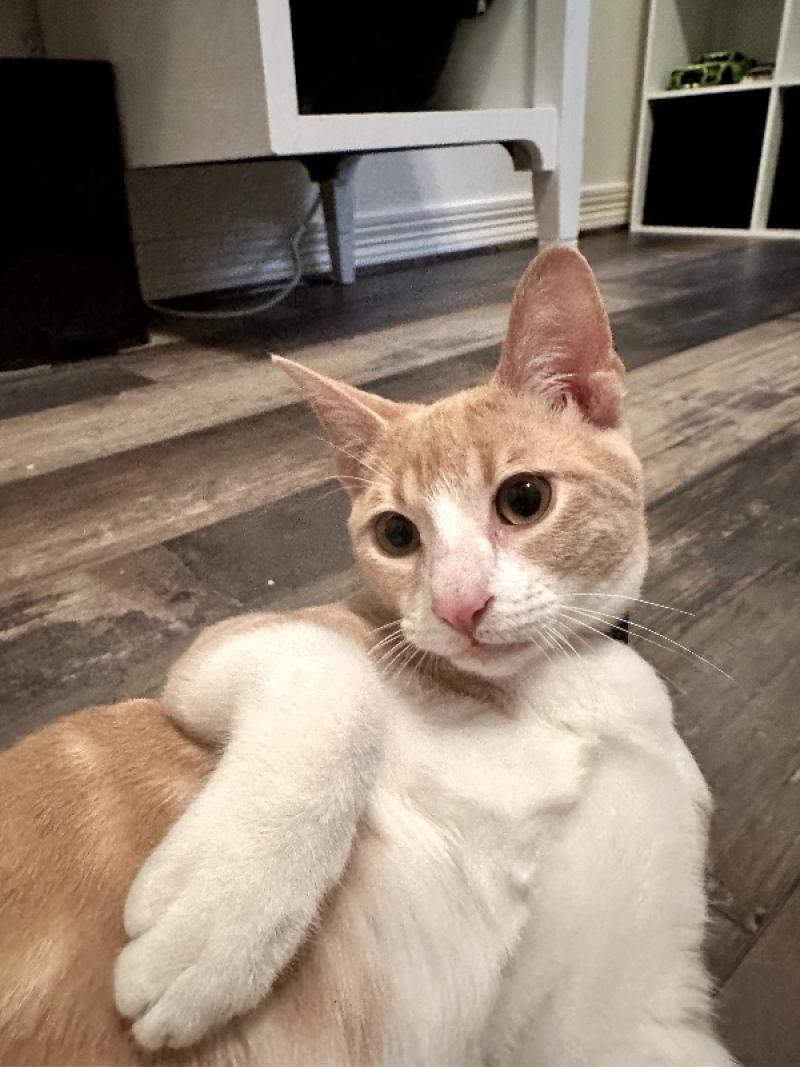 Cat for adoption - Sonny Sunshine, a Domestic Short Hair in ...