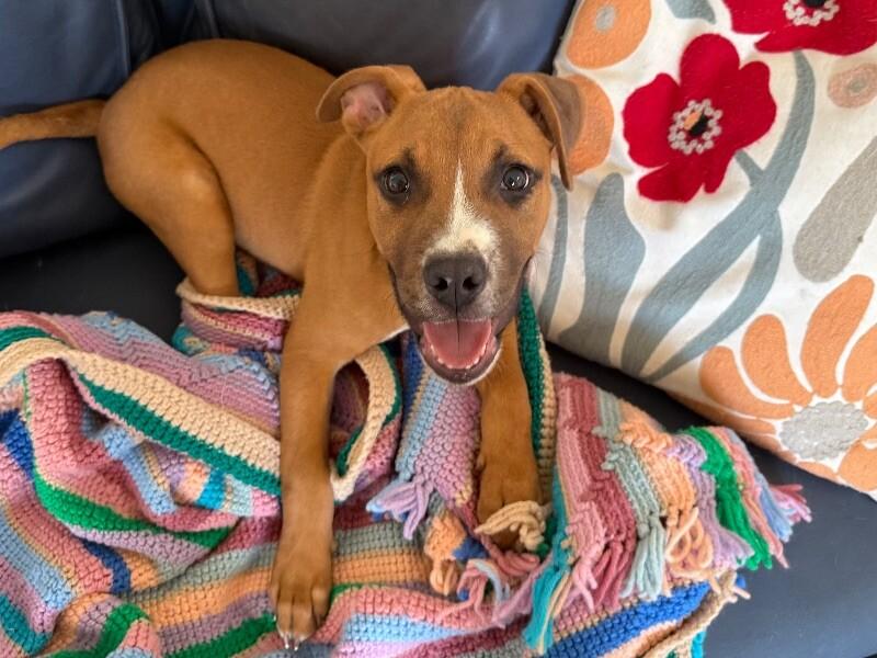 Dog for adoption - Toast Malone, a Pit Bull Terrier & Labrador ...