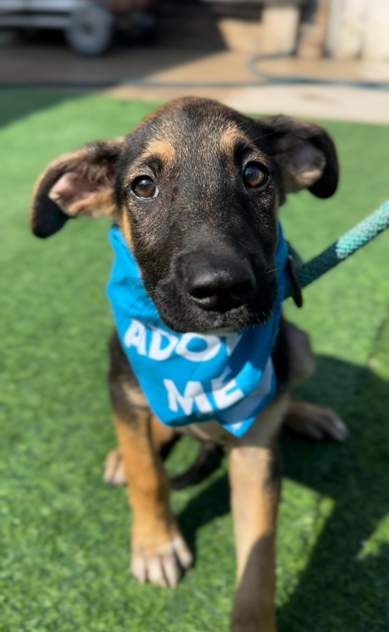 Dog for adoption - Twinkle Toes, a German Shepherd Dog & Greyhound Mix ...