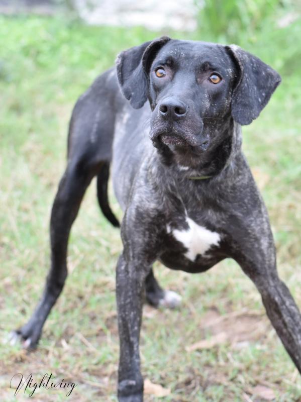 Dog for adoption - Nightwing, Your New Best Friend, a Plott Hound in Beacon Falls, CT | Petfinder
