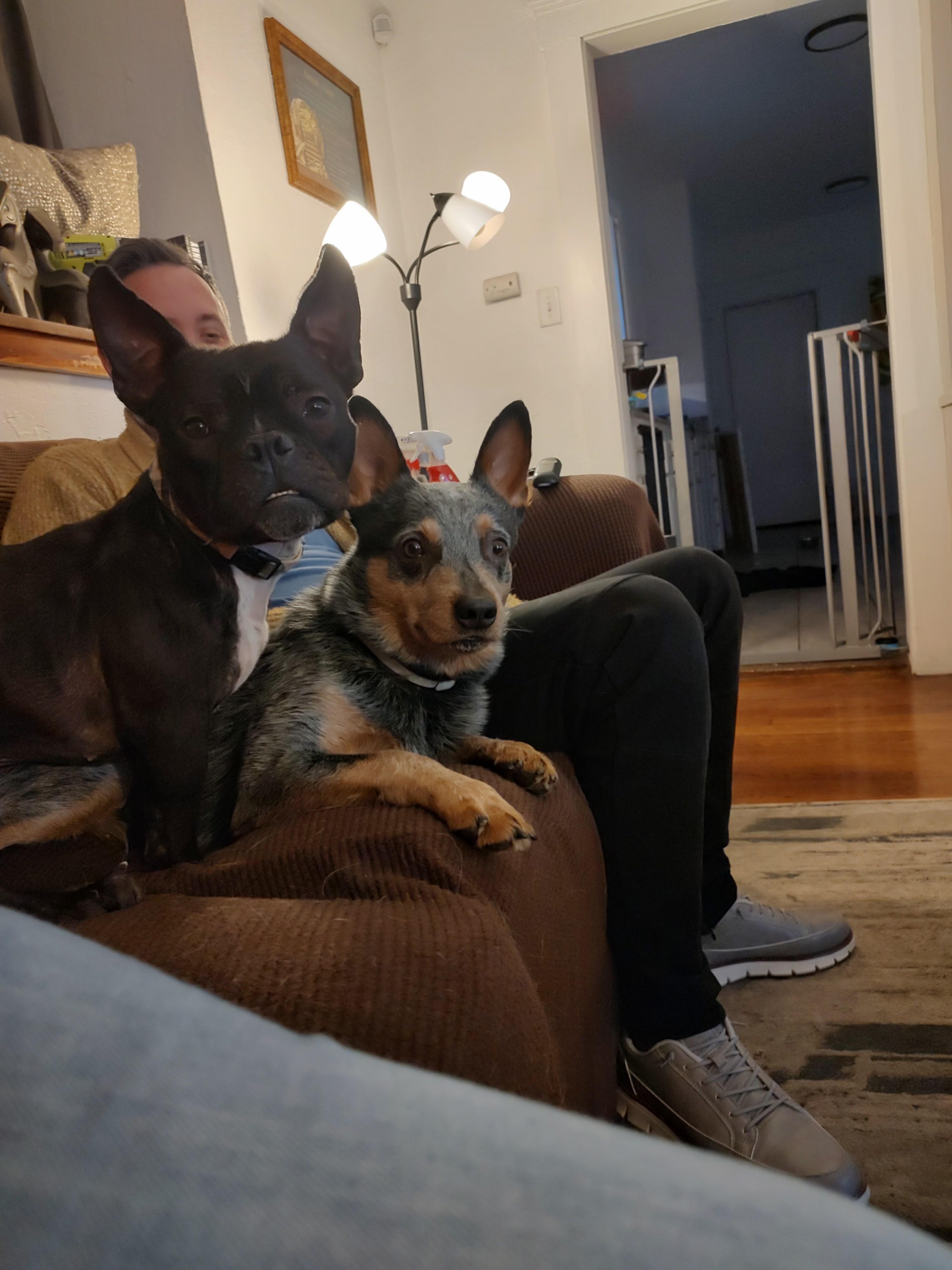 Dog for adoption - Grimmy, a French Bulldog in Clive, IA | Petfinder