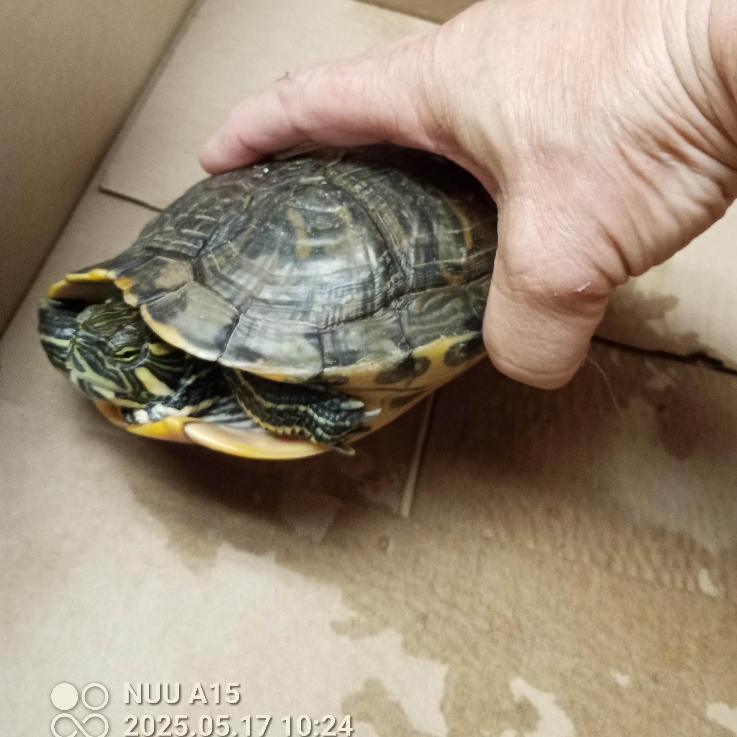 Turtle for adoption - YES turtle 34-25, a Turtle in Modesto, CA | Petfinder