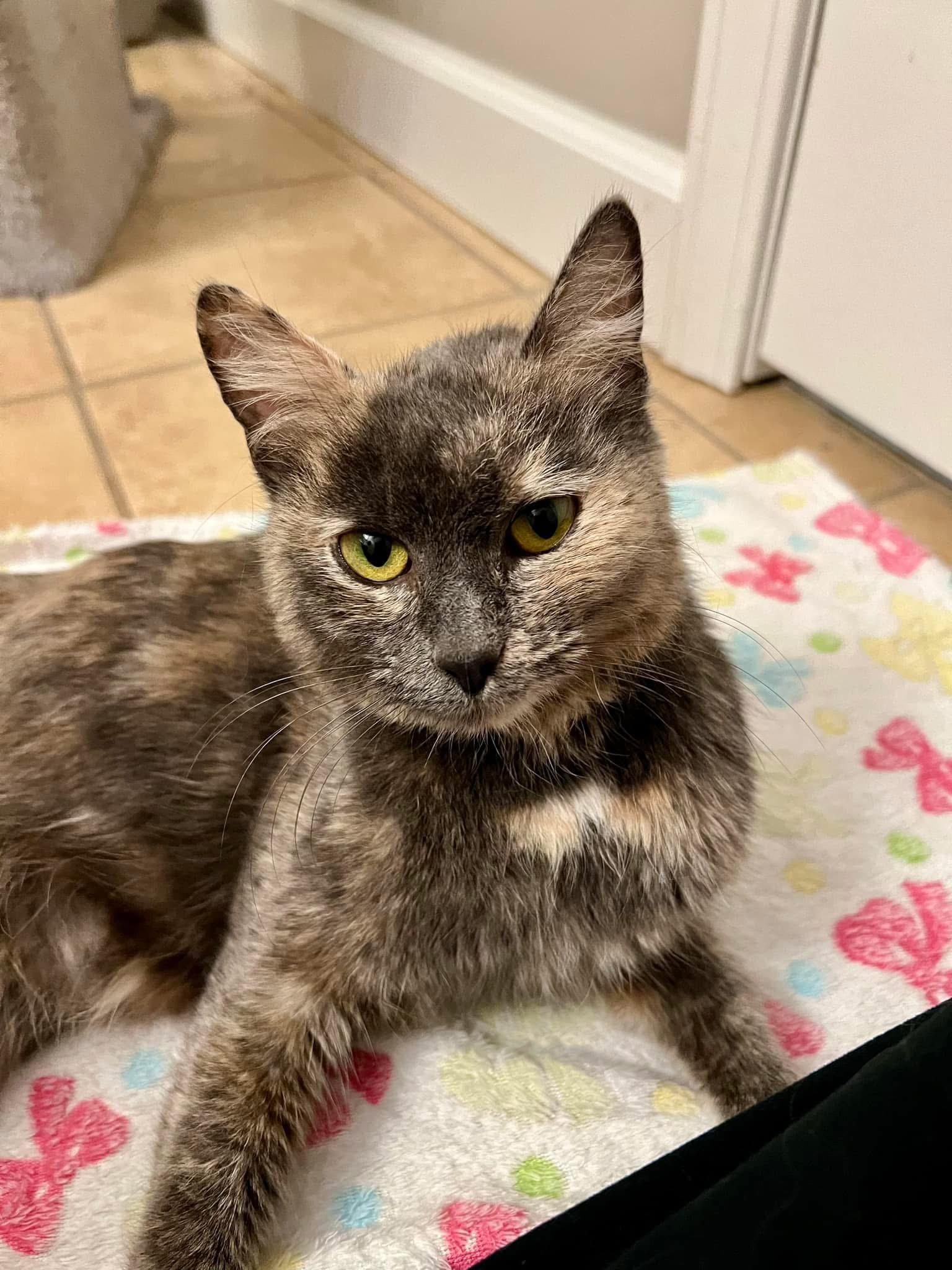 Cat for adoption - Samoa, a Domestic Short Hair in Saint Charles, MO ...