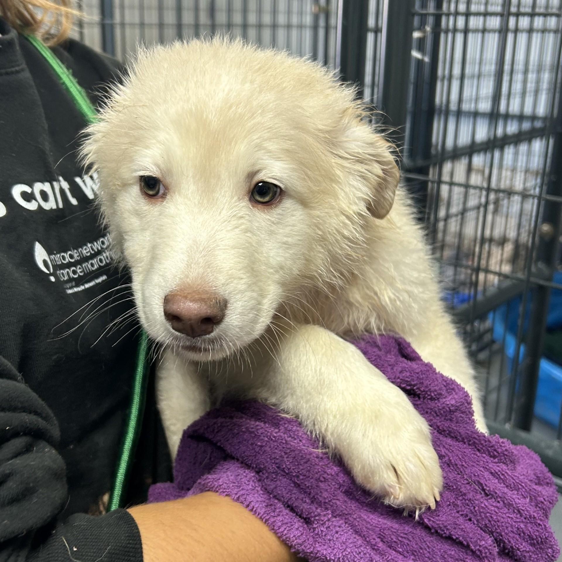 Dog for adoption - Rubble, an Australian Shepherd & Husky Mix in West ...