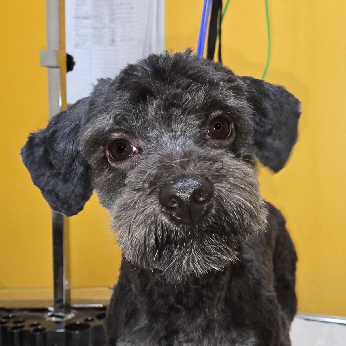 Dog for adoption - Fonzi, a Schnoodle Mix in Arlington Heights, IL ...