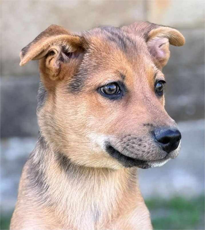 Dog for adoption - Caroline, a German Shepherd Dog & Carolina Dog Mix ...