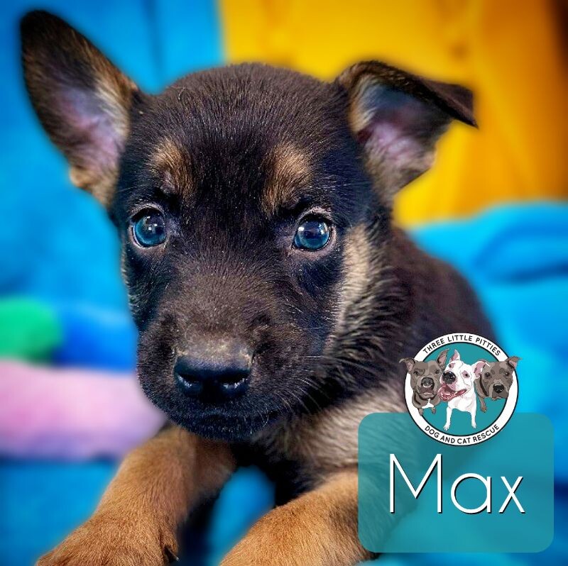 Dog for adoption - Max the Marvelous Little Guy Max, a German Shepherd ...