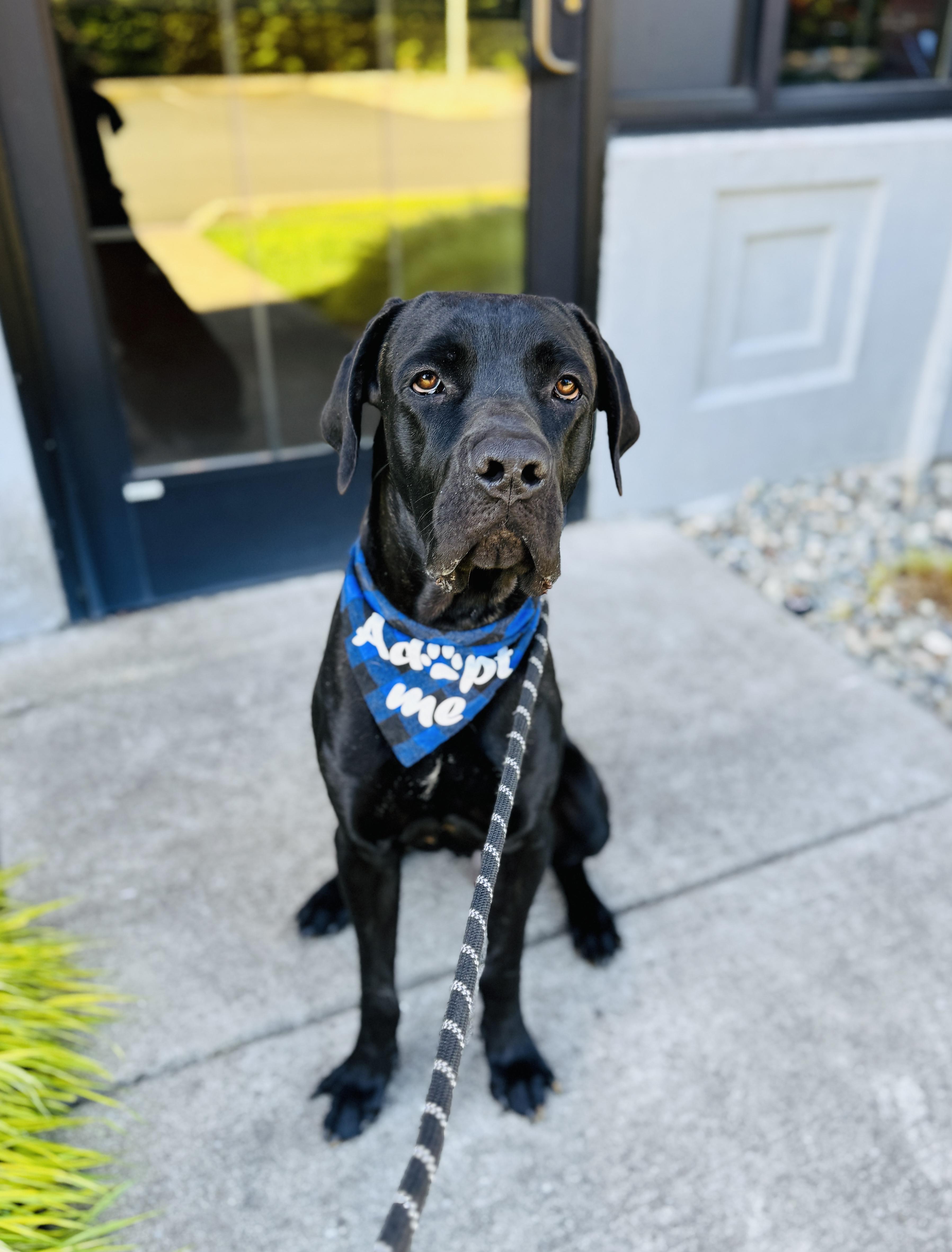 Dog for adoption - Titan, a Cane Corso in lynnwood , WA | Petfinder