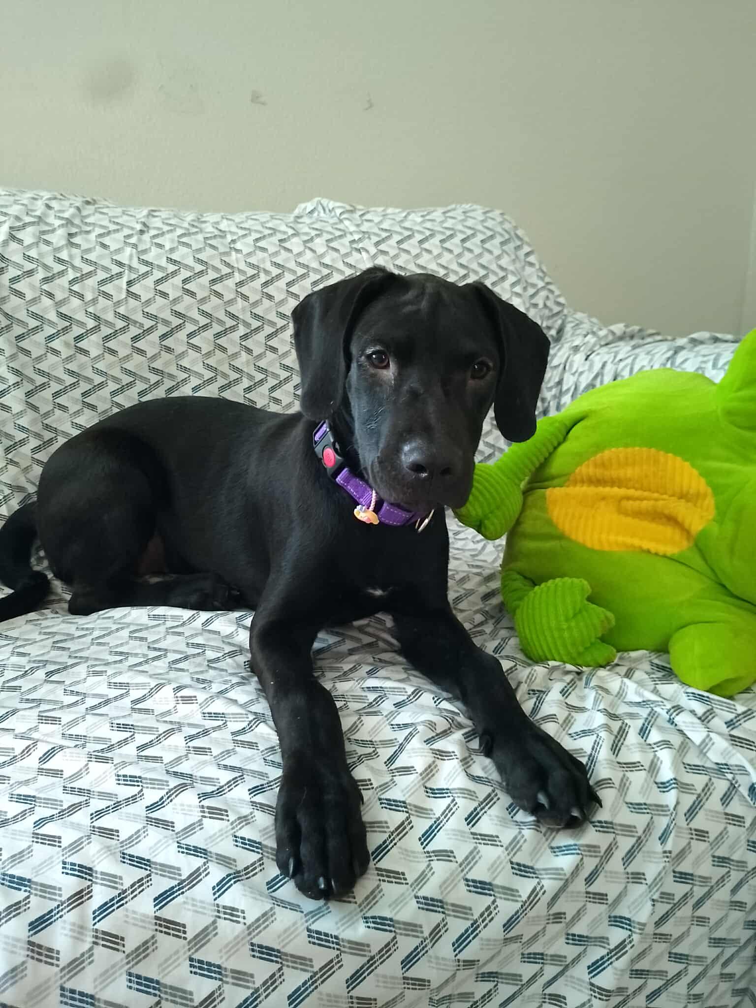 Dog for adoption - Brandy (Marisol Litter), a Labrador Retriever ...