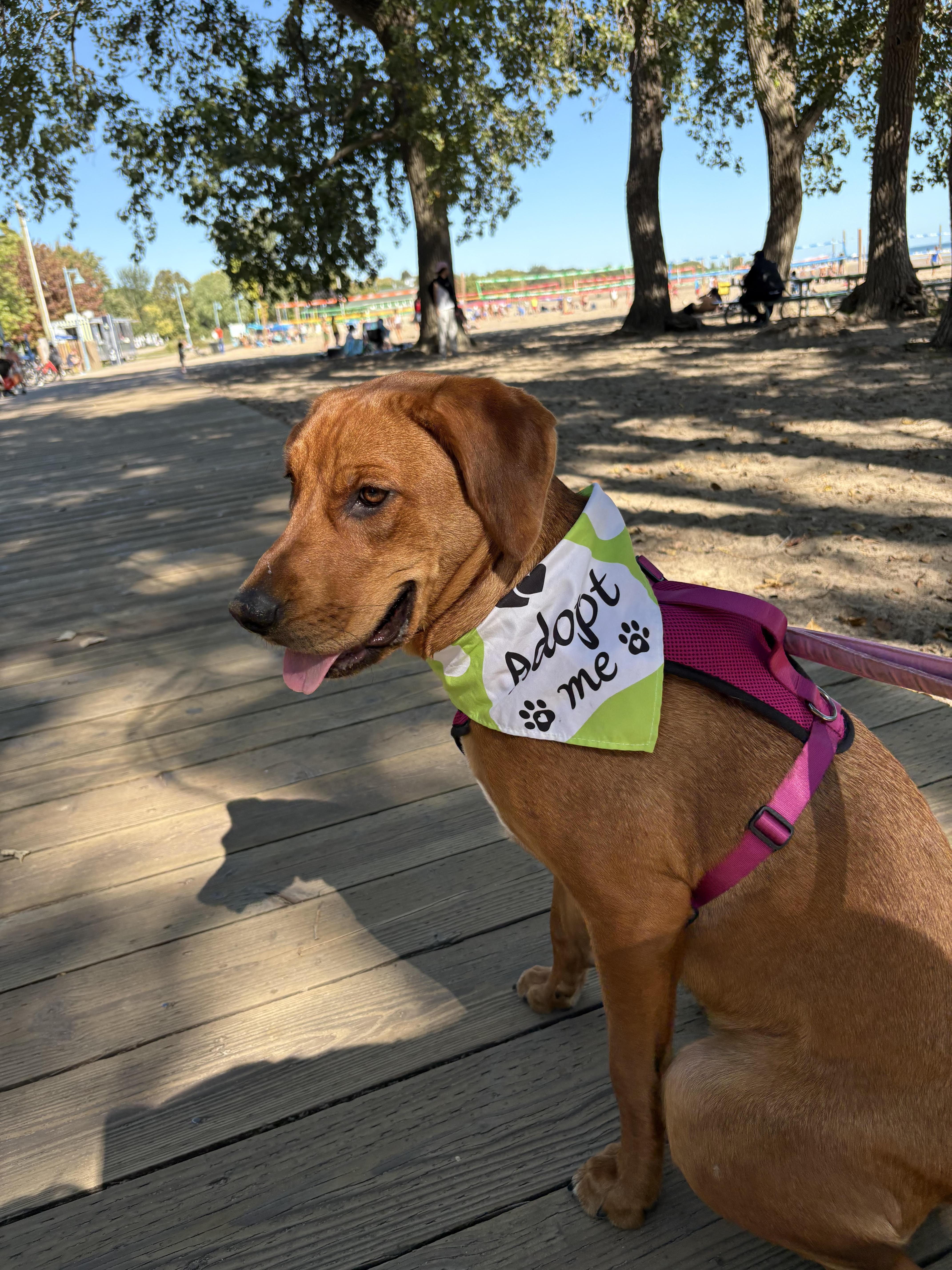 Dog for adoption - GINGER (Foster/Foster to Adopt/Adopt), a Mixed Breed ...