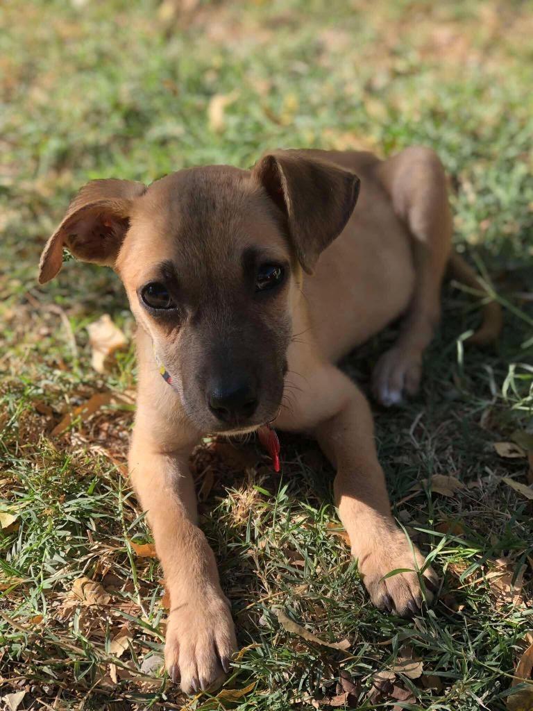 Dog for adoption - Miel, a Terrier in Kelowna, BC | Petfinder