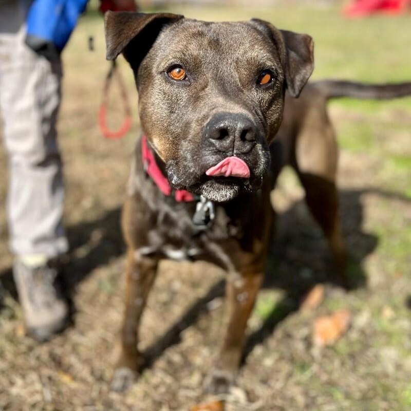Dog for adoption - Poo-ka Nacua Wants to Love You, a Labrador Retriever ...