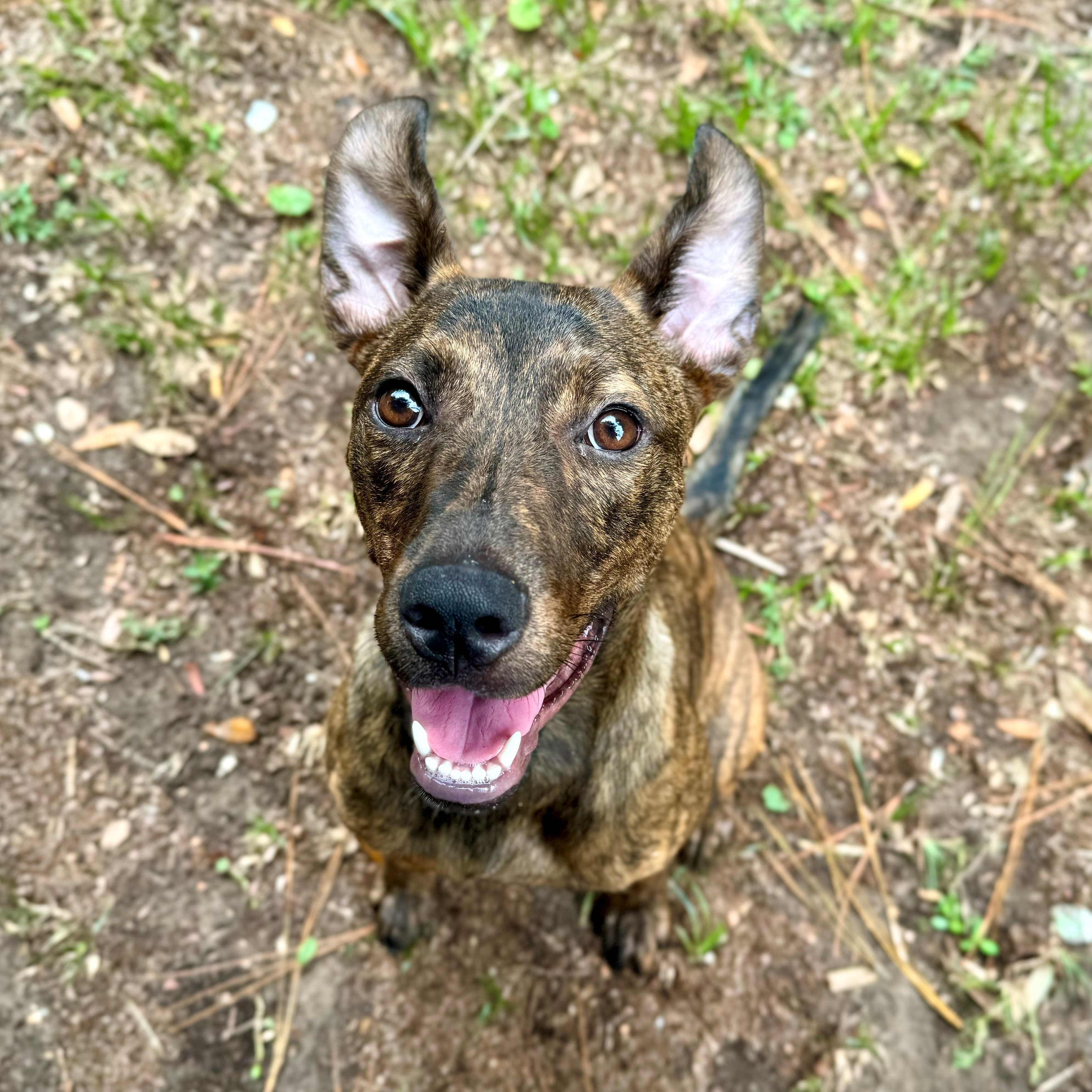 Dog for adoption - Kit Kat, a Terrier & Rottweiler Mix in Hilton Head ...