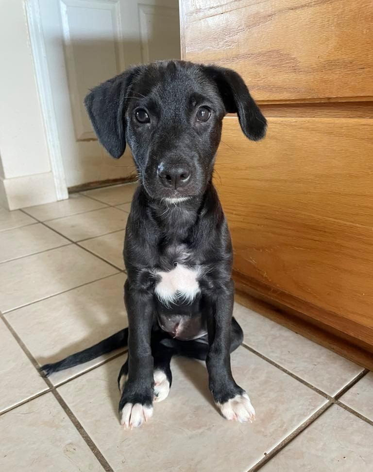 Dog for adoption - Ruby, a Labrador Retriever Mix in Putnam, CT | Petfinder