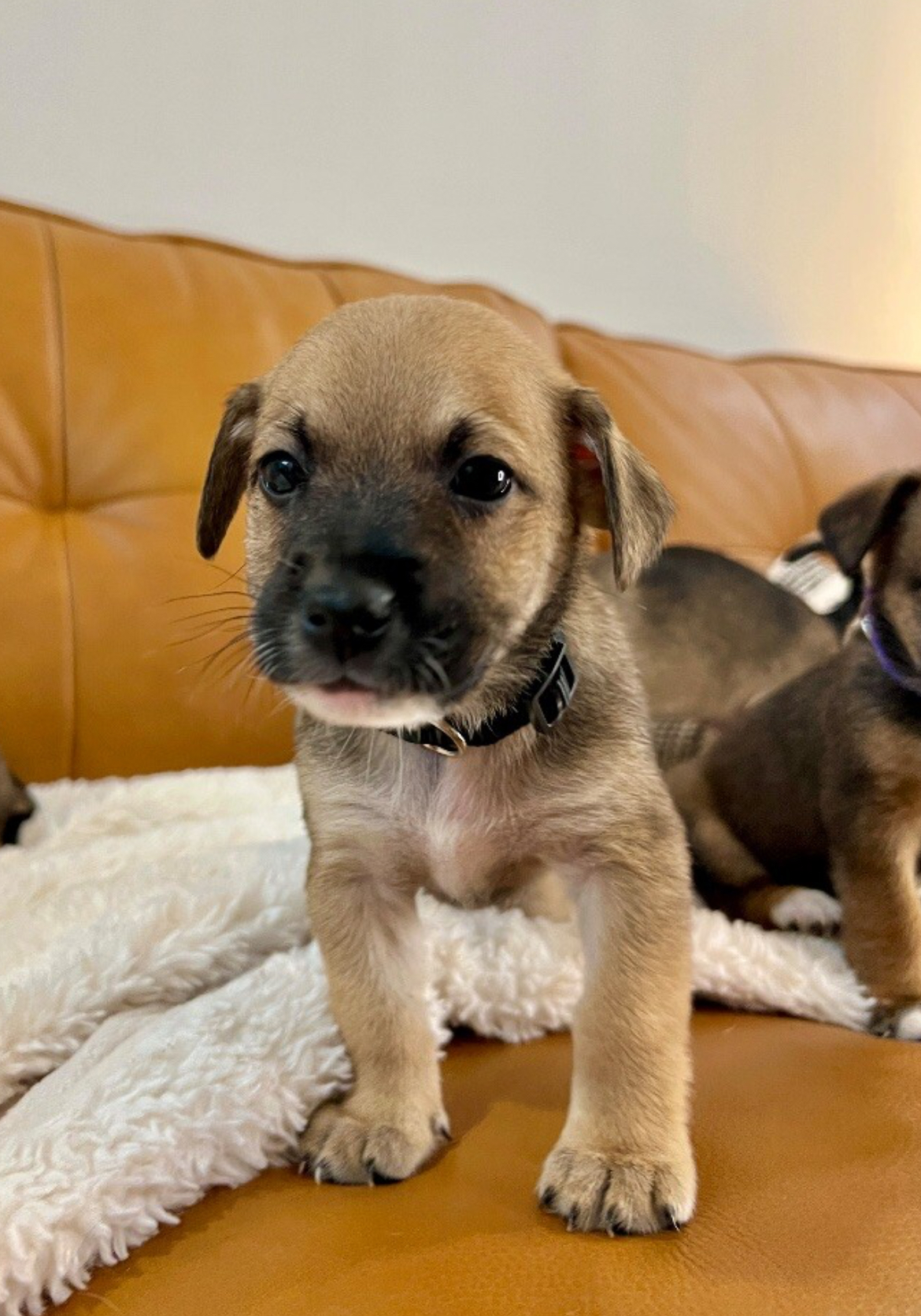 Dog for adoption - Donatello Ninja Turtle, a German Shepherd Dog ...