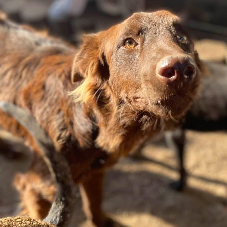 Dog for adoption - Red Auburn Aubbie PC, an Irish Setter & Australian ...