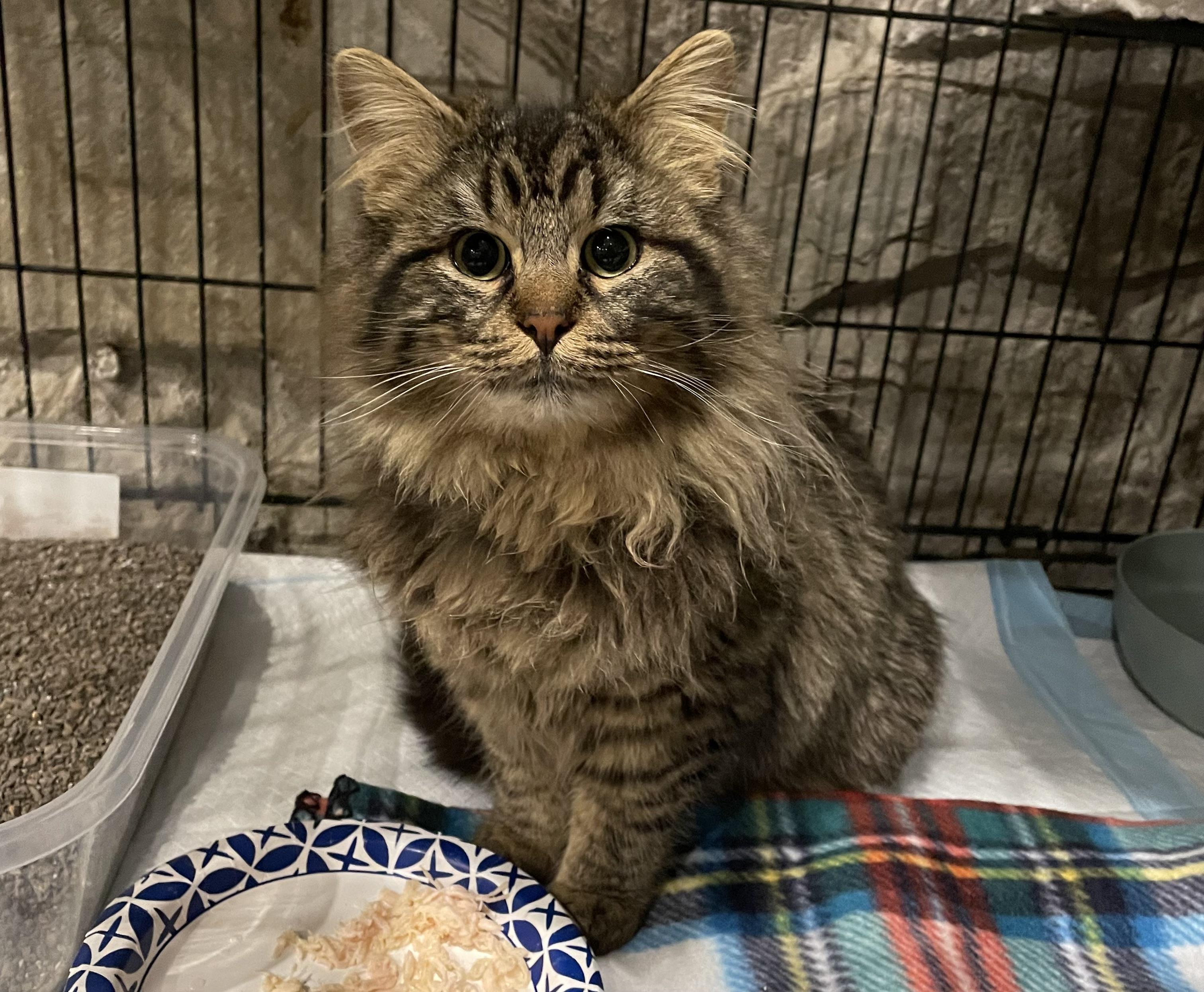 Cat for adoption - Fluffs, a Domestic Medium Hair in Waveland, IN ...