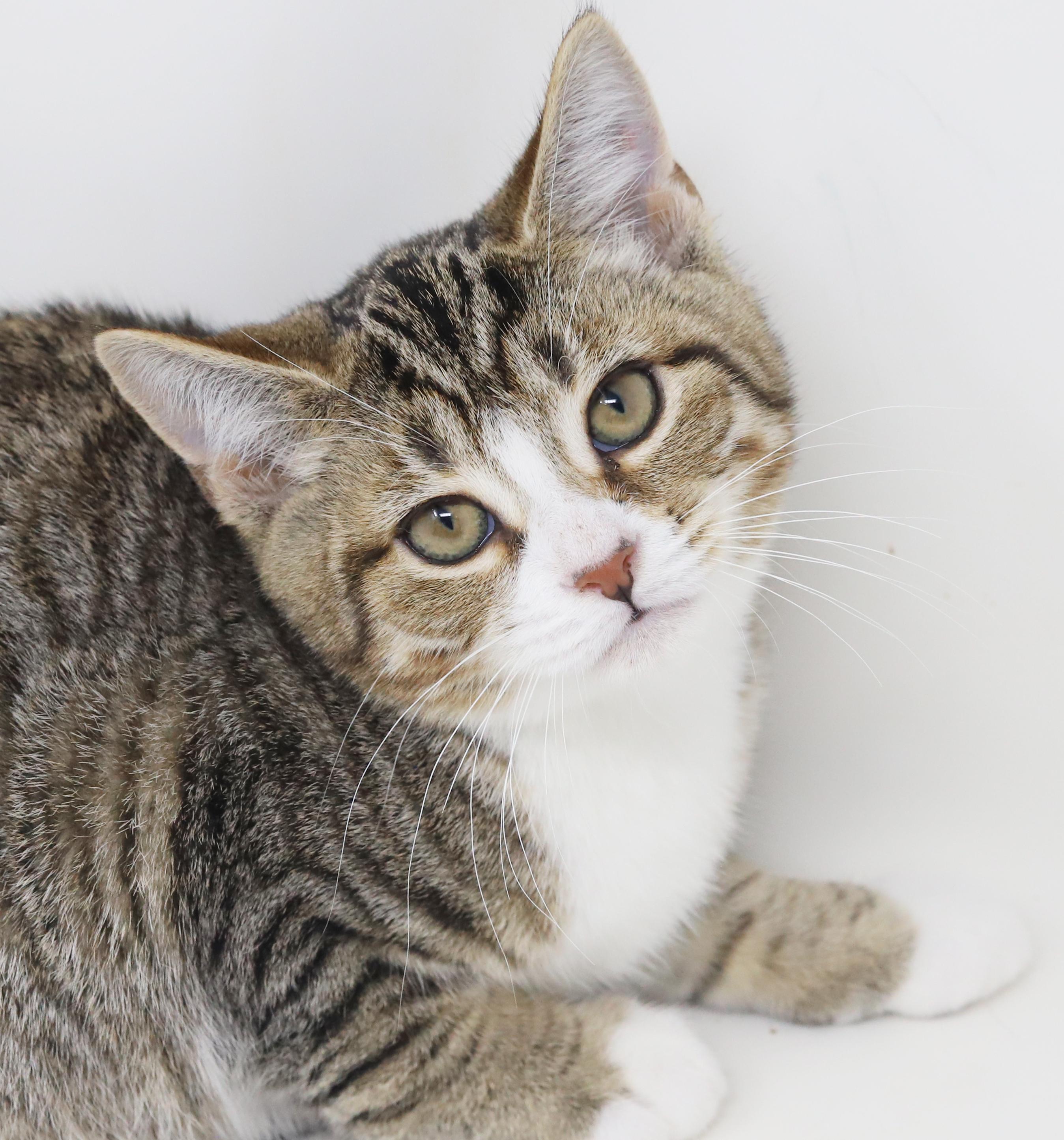 Cat for adoption - Rex and Zak - bonded bros! Ying and yang of love - one quiet one playful both ...