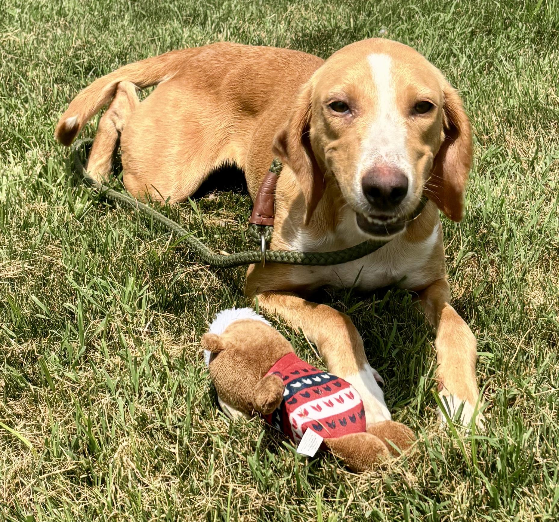 Dog for adoption - Tahini, a Hound in Culpeper, VA | Petfinder