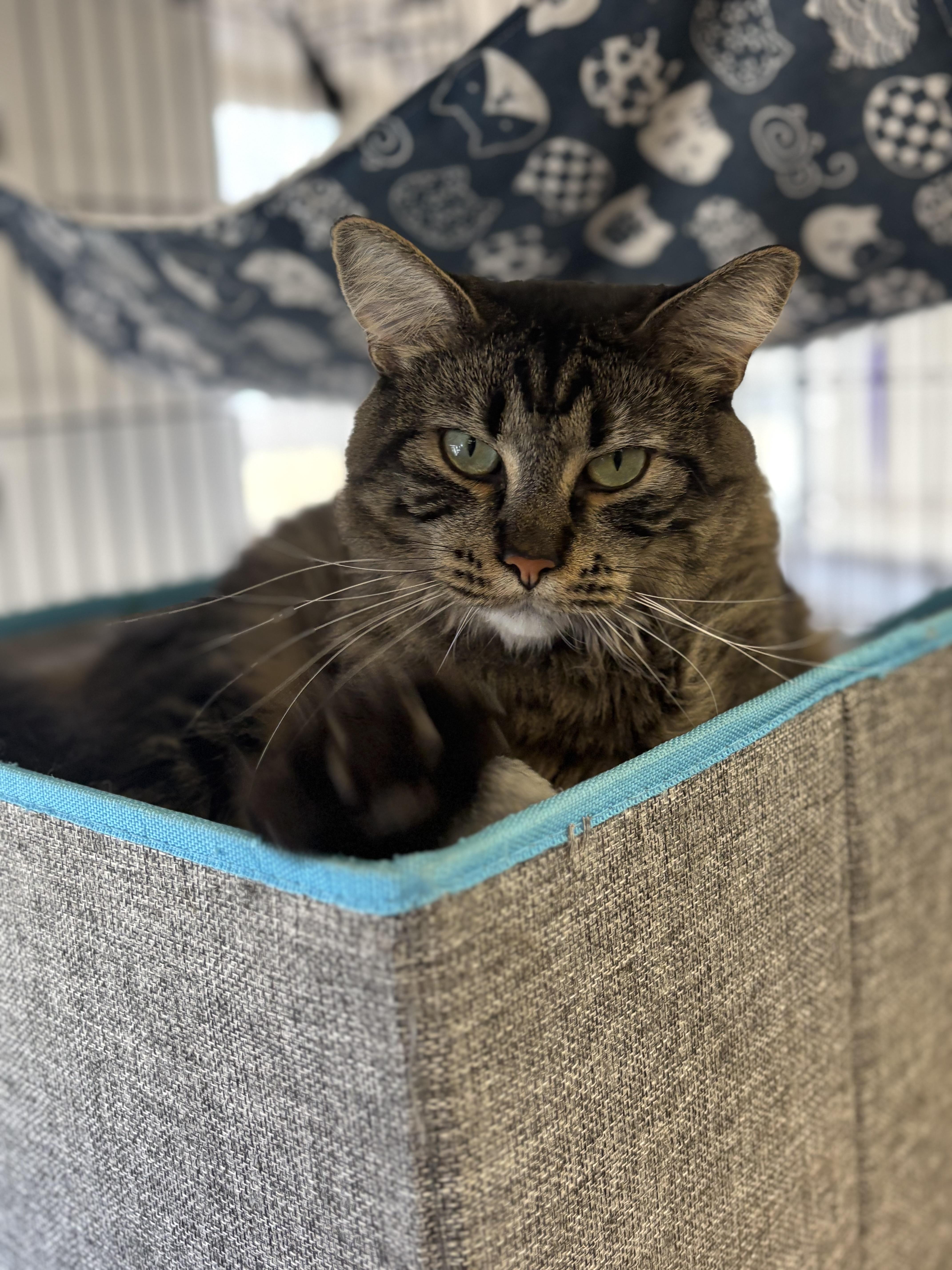 Cat for adoption - Jinx, a Domestic Long Hair in Godfrey, IL | Petfinder