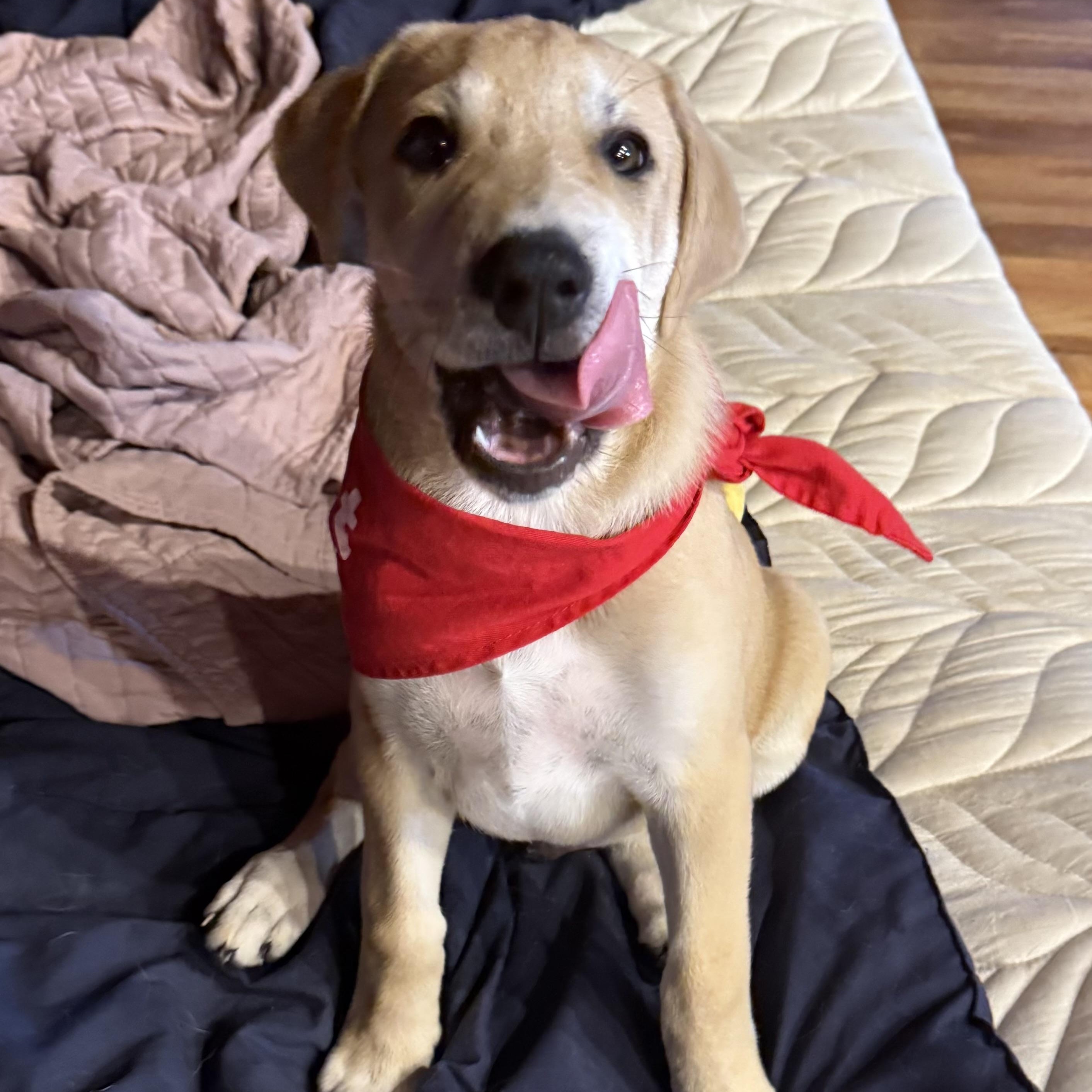 Dog for adoption - Ritz, a Mixed Breed in Hartford, CT | Petfinder
