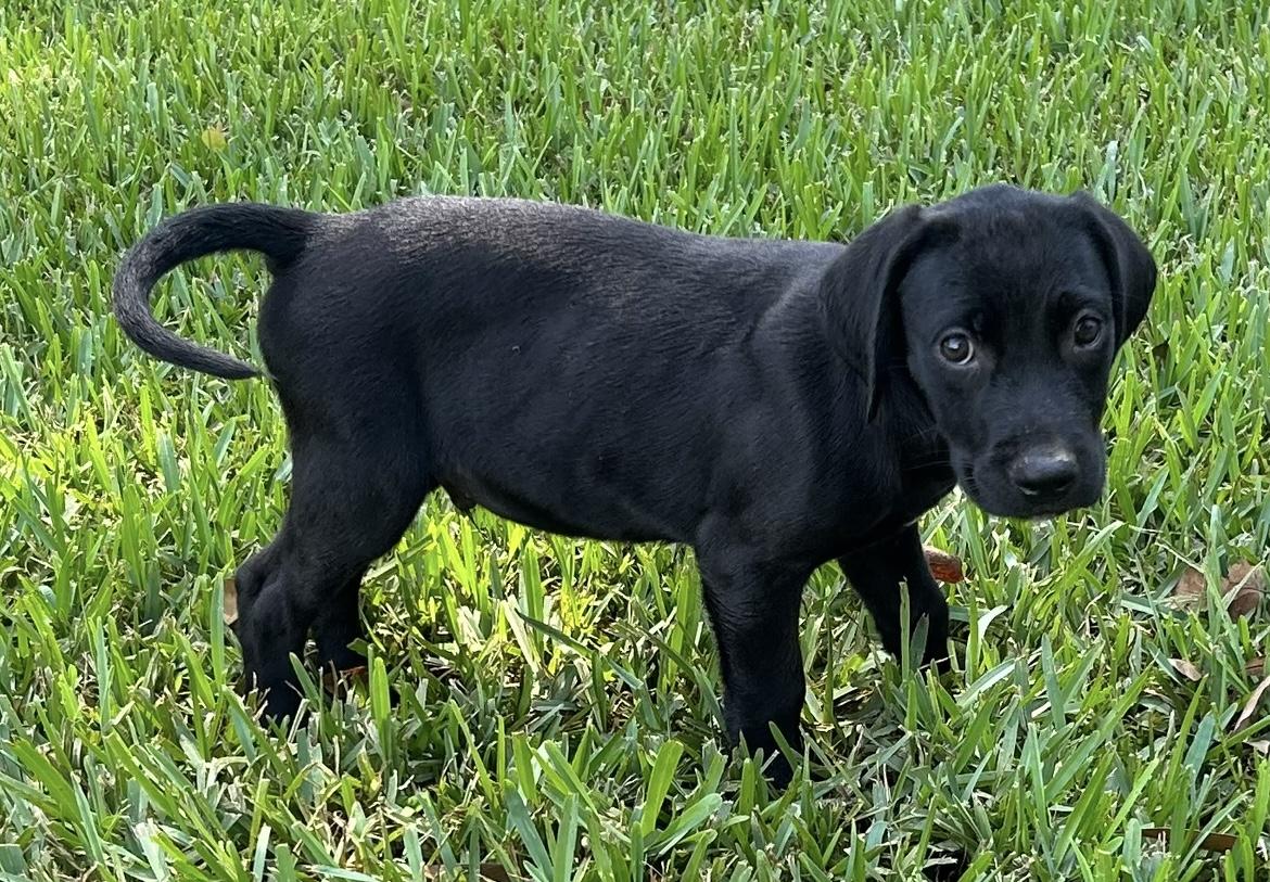 Dog for adoption - Harold Hatten, a Black Labrador Retriever Mix in ...