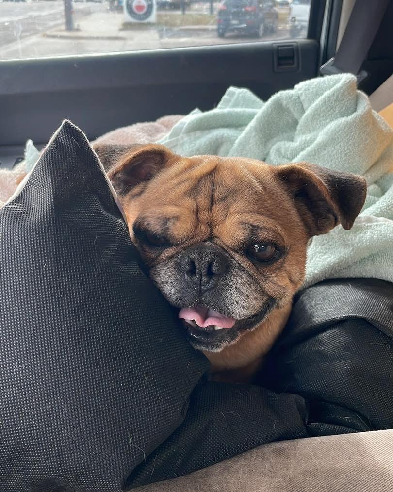 Dog for adoption - Hulk, a Pug Mix in AMARILLO, TX | Petfinder