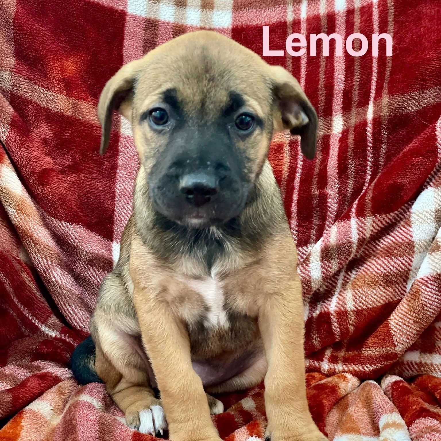 Dog for adoption - LEMON, a Hound & Terrier Mix in Madisonville, LA | Petfinder