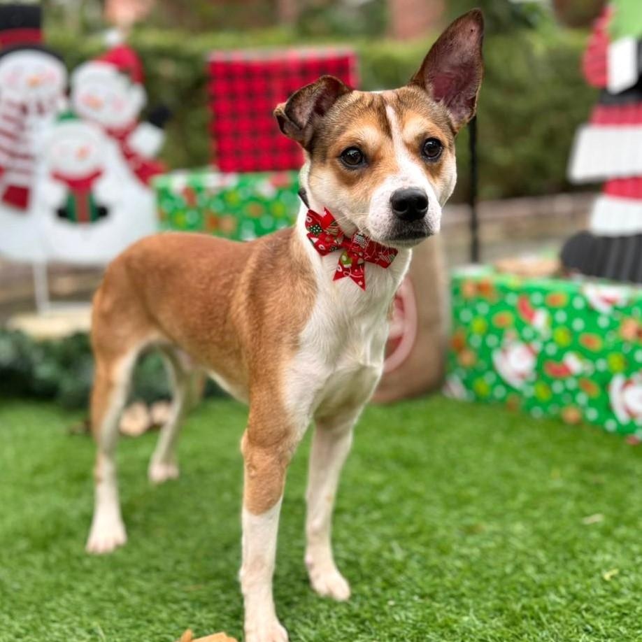 Dog for adoption - Charley, a Chihuahua & Pug Mix in Southport, CT ...