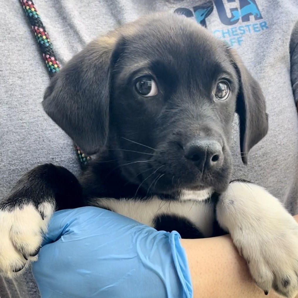 Dog for adoption - aa Lynx - available at offsite adoption event ...