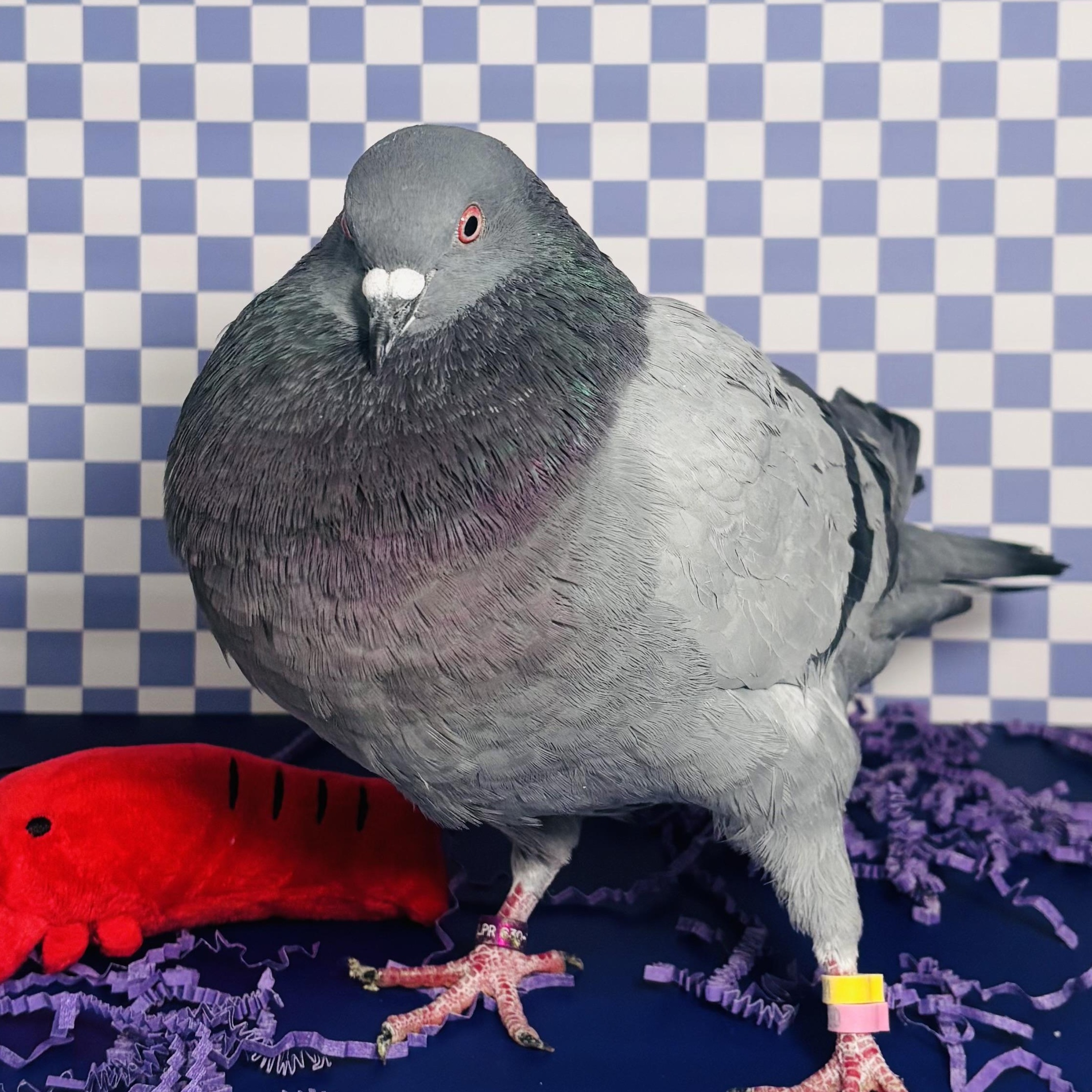 Dove for adoption - Courage, a Pigeon in Chicago, IL | Petfinder
