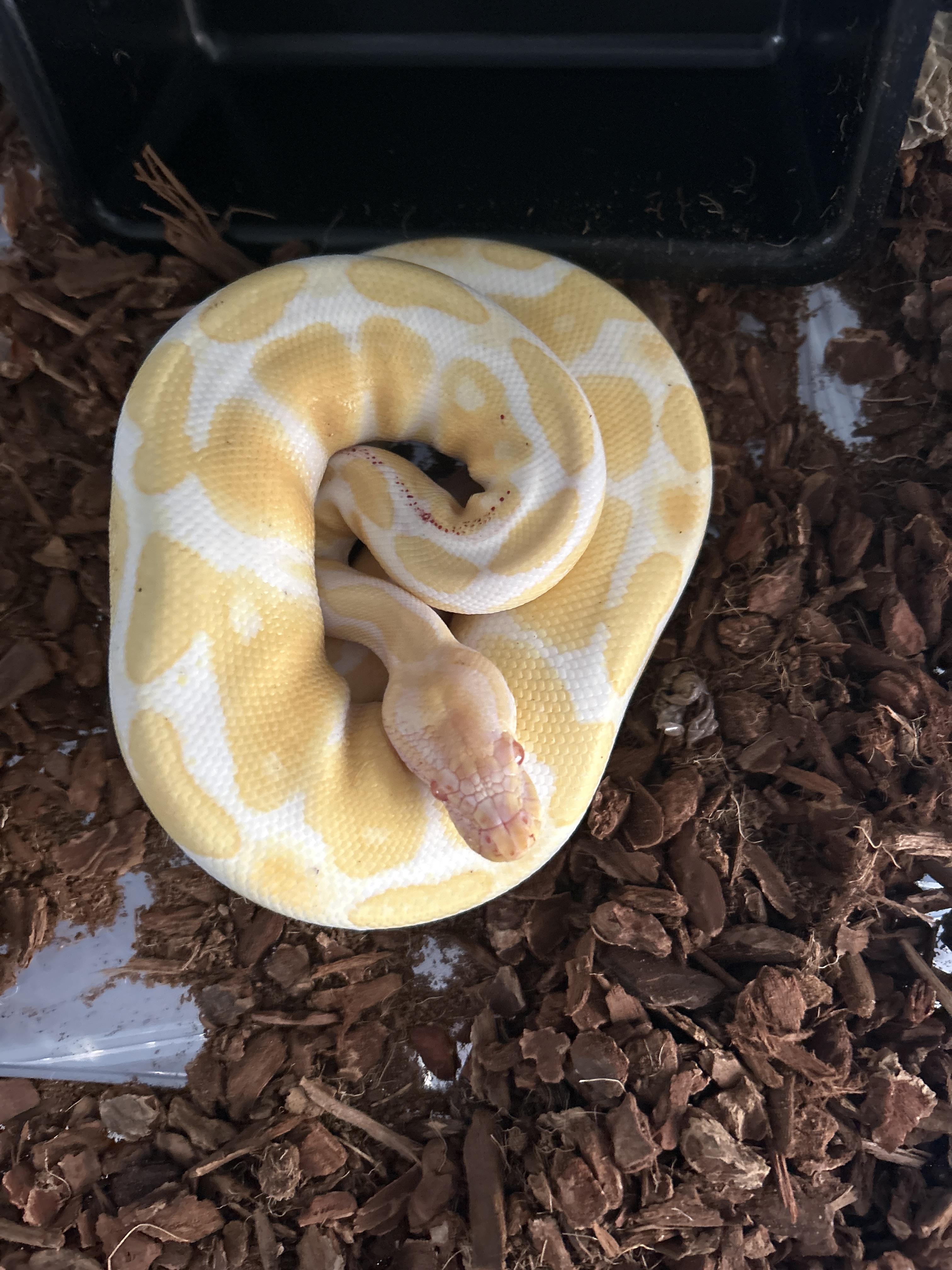 Snake for adoption - Lucy the Ball Python, a Ball Python in Concord, CA ...