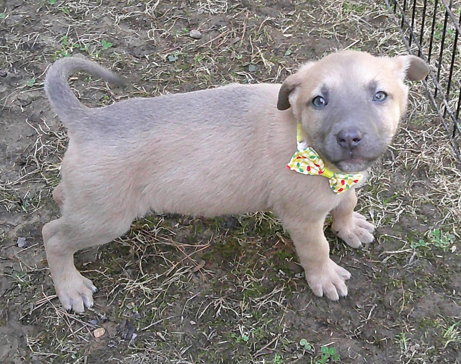 Dog for adoption - April, a Labrador Retriever & Carolina Dog Mix in ...