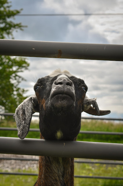 ADOPT - Whatcom Humane Society