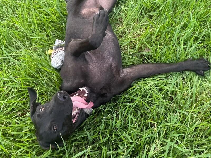 Dog for adoption - Henry Hopper the swimming labrador, a Labrador ...