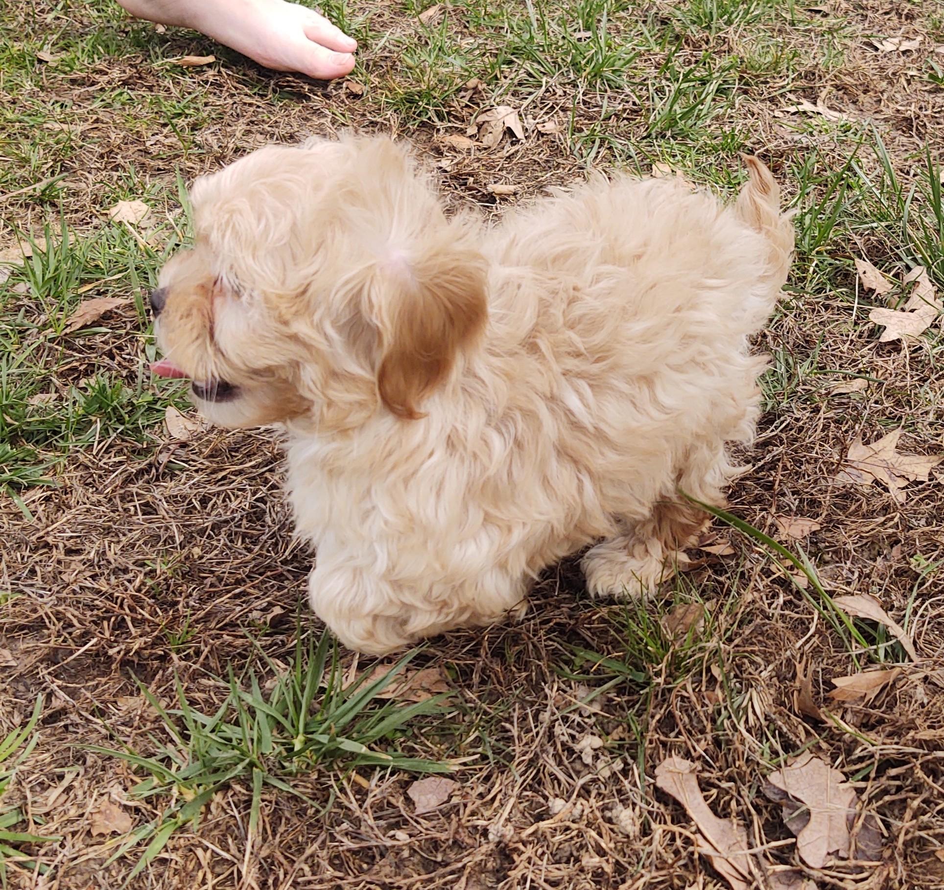 Dog for adoption - Juliet, a Shih poo & Poodle (Toy) Mix in Fordland ...